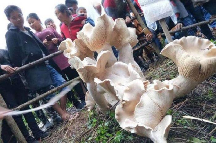 Jamur Raksasa Telah Ditemukan, Namun Warga Tidak Berani Memakannya! Ini ...