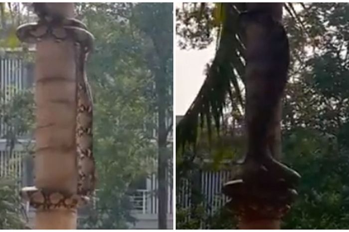 Ingin Tahu Bagaimana Caranya Ular Python Memanjat Pohon? Lihat Video Ini