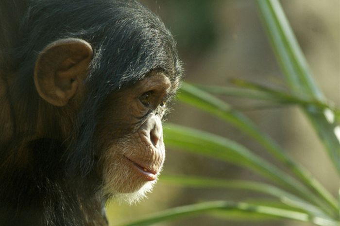 Chimpanzee, Film Dokumenter Tentang Kehidupan Simpanse Yatim Piatu - Hai