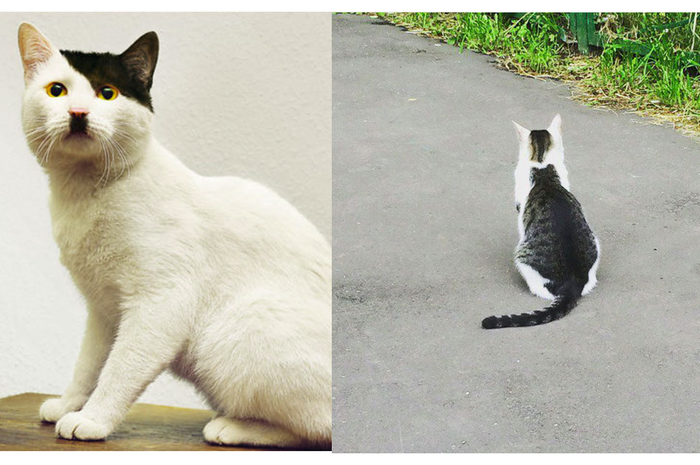 10 Kucing Dengan Bulu Ajaib. Ada Kucing Yang Bulunya Bermotif Kucing ...