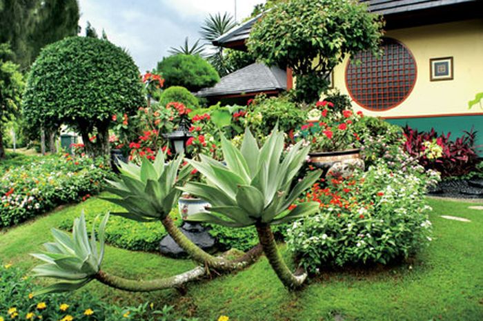 Tanaman Penahan Erosi - iDEA