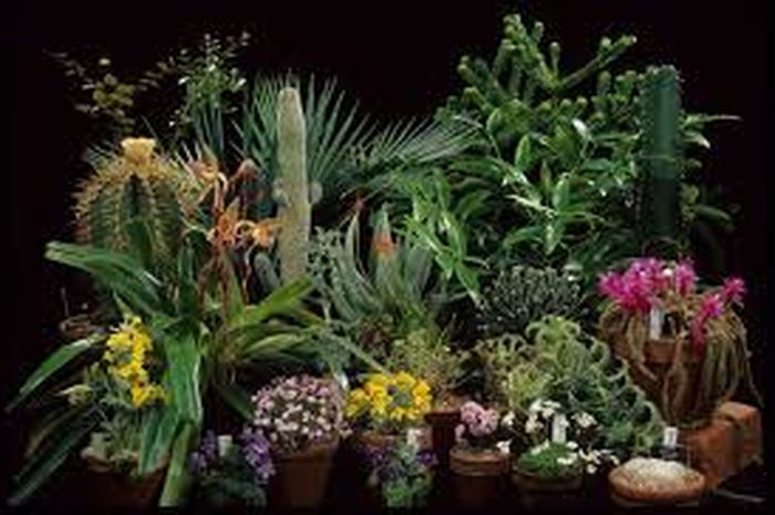 Ini Dia! Cara Memilih Tanaman yang Sehat - iDEA