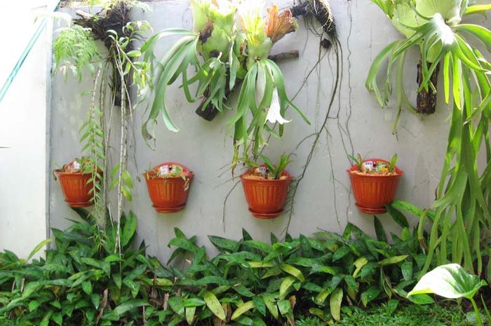 Cara Mudah Menanam dan Merawat Bunga dalam Pot - iDEA