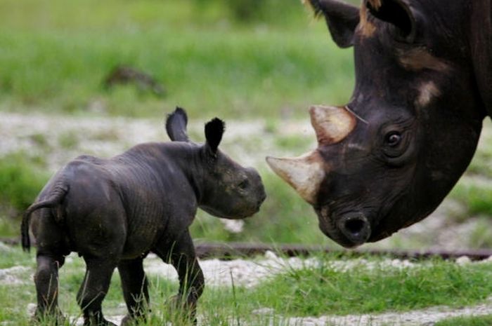 Badak Hitam Langka Melahirkan Keturunan Pertama setelah 40 Tahun - Intisari