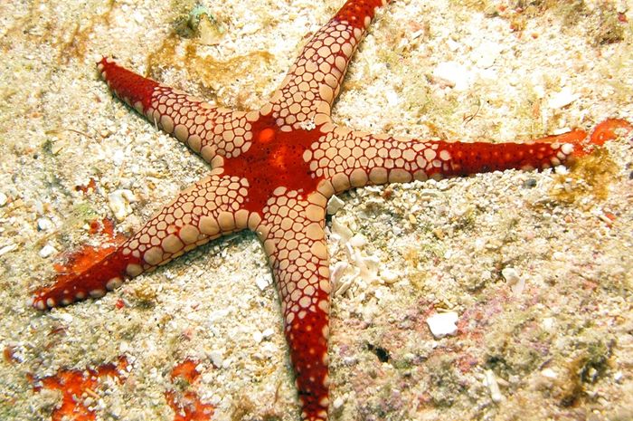 10 Fakta Bintang Laut (1) - Intisari