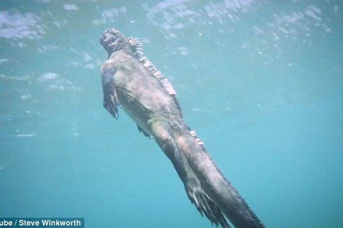 Ini Alasan Mengapa Iguana Laut Ini Dijuluki Godzilla - Intisari