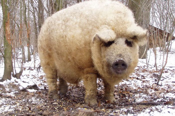 Babi ini Bentuknya Mirip Kambing dan Perilakunya Seperti Anjing - Intisari