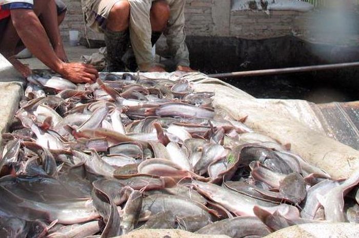Artikel Berjudul Dalam Sesuap Daging Ikan Lele, Terkandung 3.000 Sel ...