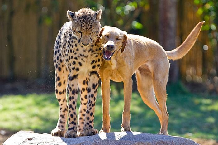 Persahabatan Antar Hewan yang Menakjubkan - Intisari