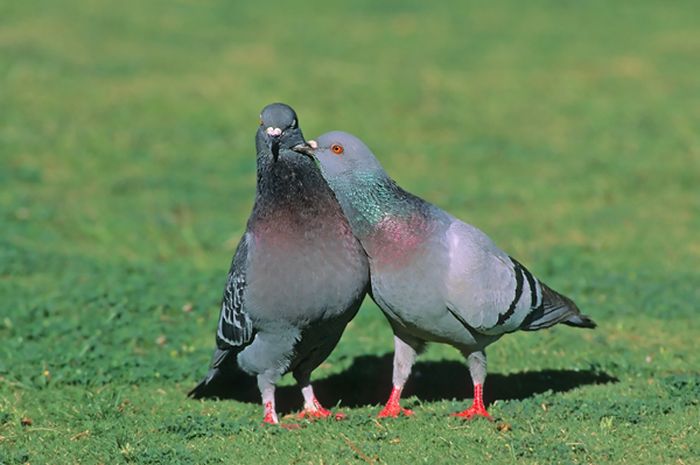 Belajar dari Merpati - Intisari