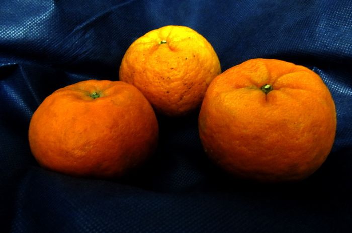 Jeruk, 1 dari 9 Makanan Yang Bisa Dimakan Sepuasnya - Intisari