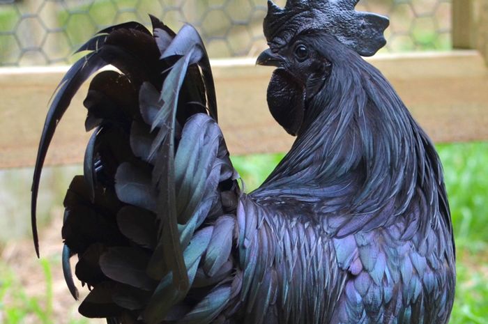 Di Amerika, Ayam Cemani Indonesia Dianggap sebagai Hewan Mistis - Intisari