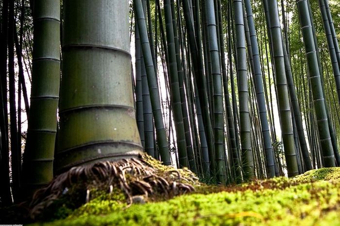 Menghilangkan Gatal Akibat Bulu Bambu - Intisari