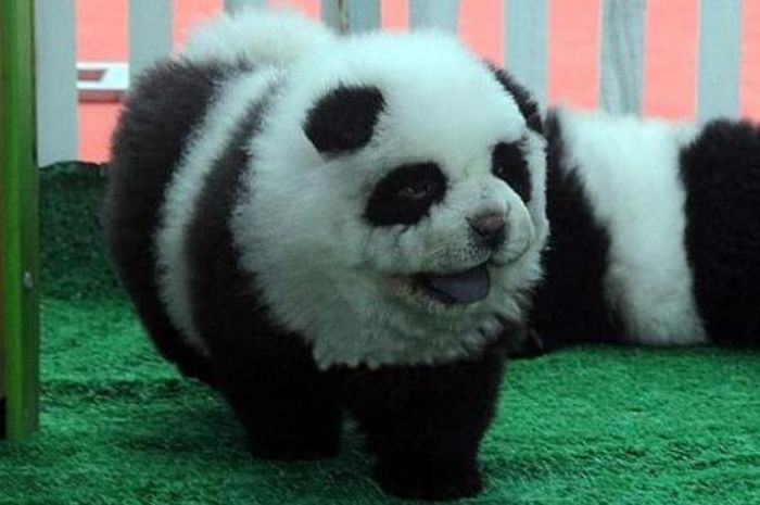 Anjing Panda Jadi Hewan Peliharaan Populer di China - Intisari
