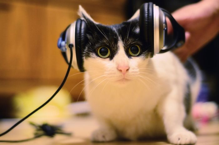 Album Musik Khusus Kucing Resmi Dijual di Pasaran - Intisari