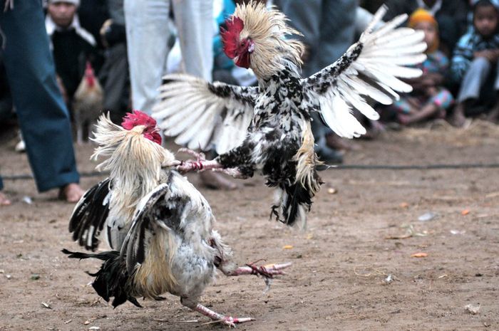 Ternyata, Judi Sabung Ayam Juga Ada di Amerika - Intisari