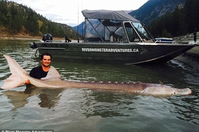 Setelah Empat Dekade, Ikan Legendaris Hidung Babi Akhirnya Ditemukan ...