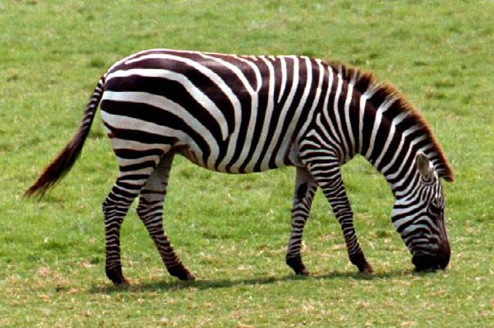 Mirip Kuda dan Keledai, Mengapa Zebra Tidak Bisa Didomestikasi? - Intisari