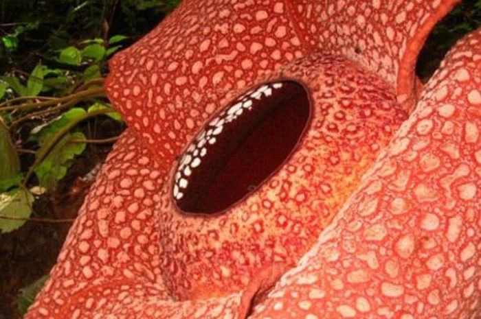 Download Foto Bunga Rafflesia Di Bengkulu
