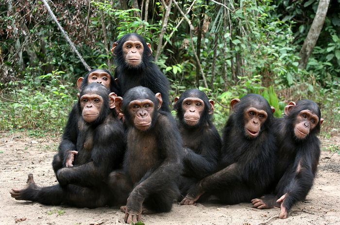 Manusia Saling Mengenal Wajah, Simpanse Saling Mengenal Pantat - Intisari
