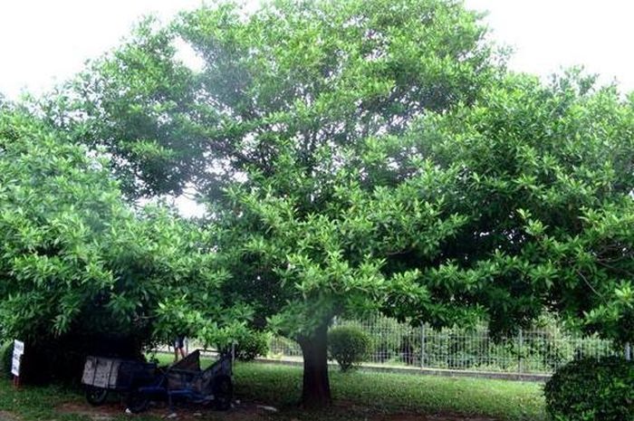 Kisah Keajaiban Dewadaru, Pohon Sakti dari Karimunjawa Simbol Kebijakan ...