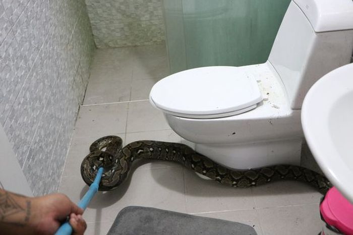 Seram! Saat Sedang di Toilet Tiba-tiba Muncul Ular Piton Tiga Meter ... Seram! Saat Sedang di Toilet Tiba-tiba Muncul Ular Piton Tiga Meter ...