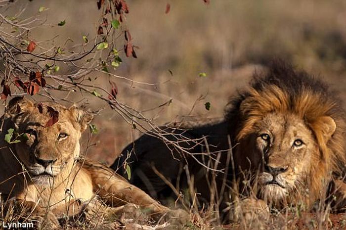Saat Pemburu Berubah Jadi yang Diburu, Singa Ganas Ini Memangsa Pemburu ...