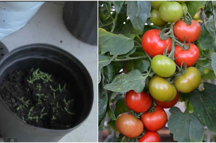 Dari Tomat hingga Cabe, Inilah 4 Cara Mudah Menanam Sayuran dengan ...