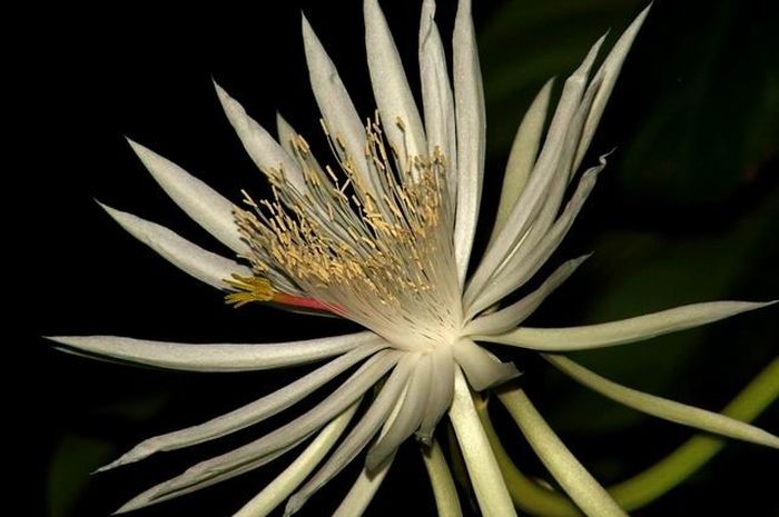 Inilah 10 Bunga yang Paling Mahal di Dunia (2) - Intisari