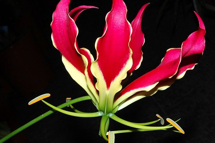 Inilah 10 Bunga yang Paling Mahal di Dunia (1) - Intisari