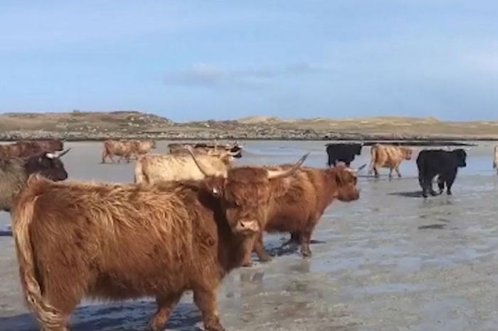 (Video) Menyeberangi Pantai Untuk Melahirkan, Begini Kegembiraan Sapi ...