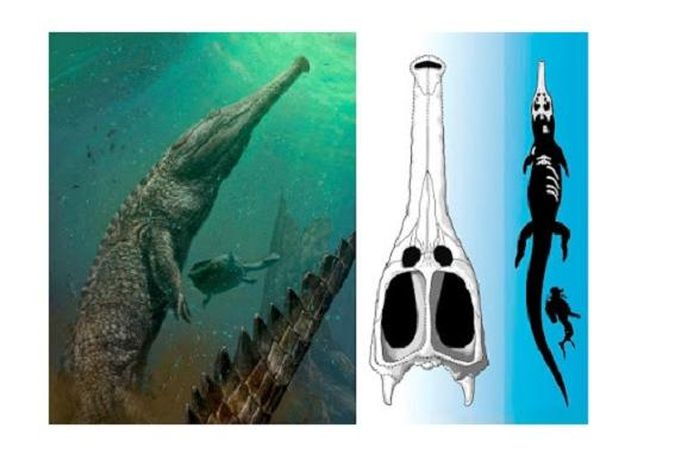 Miliki Panjang 9,6 Meter, Machimosaurus Rex jadi Buaya Terbesar ...