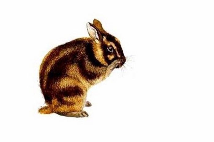 Kelinci sumatra, kelinci paling langka di dunia - National Geographic