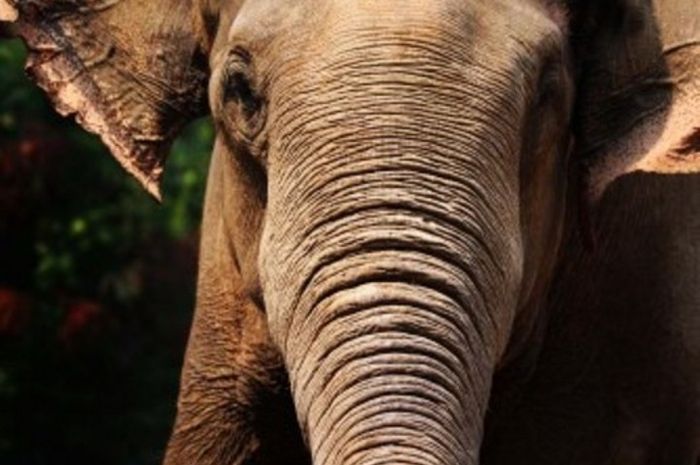 Inilah Alasan Mengapa Binatang di India dan di Afrika Sangat Serupa ... Inilah Alasan Mengapa Binatang di India dan di Afrika Sangat Serupa ...