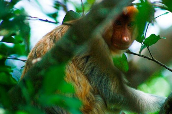 Bekantan, Primata Endemik Pulau Kalimantan Kini Menghadapi Ancaman Kepunahan - National Geographic