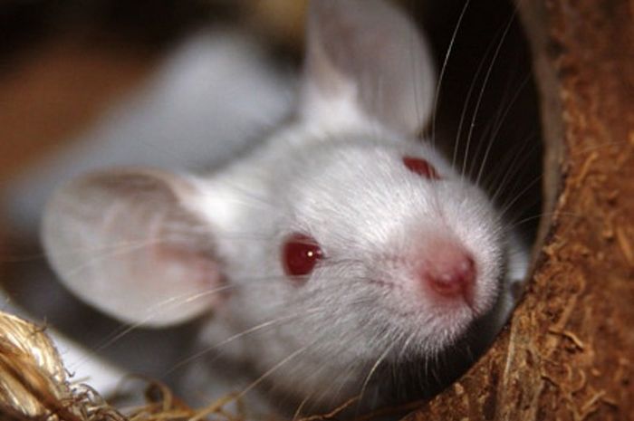 Perilaku Tikus Jantan Menurun dari Ayahnya - National Geographic