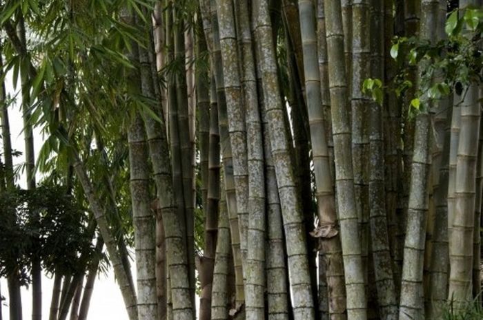 3.000 bambu akan ditanam di 3 bantaran sungai - National Geographic