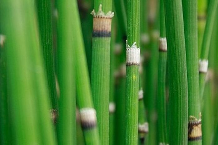 Langka, 37 bambu di Jawa barat - National Geographic
