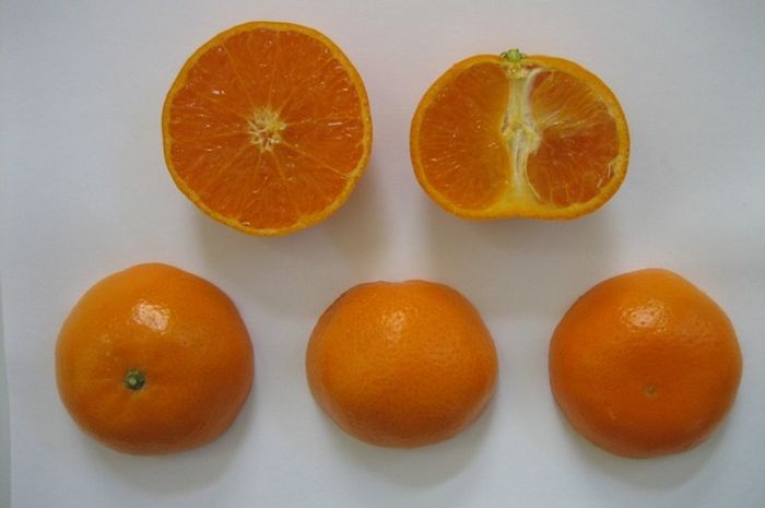 Jeruk Sempurna Hasil Rekayasa Genetika - National Geographic