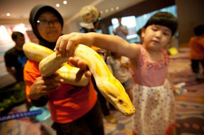 Bayi Tidak Takut dengan Ular - National Geographic