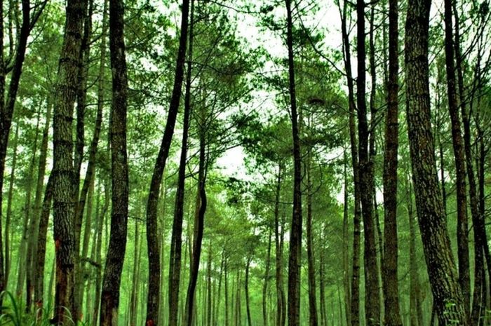 230 Juta Hektare Hutan Akan Musnah Tahun 2050 - National Geographic