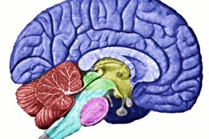 Yakin Otak Anda Selalu Terjaga? - National Geographic