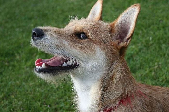 Anjing Punya Kemampuan Baca Pikiran - National Geographic