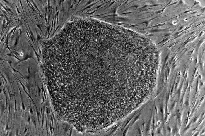 Sel Dewasa Bisa Dijadikan Sel Punca - National Geographic