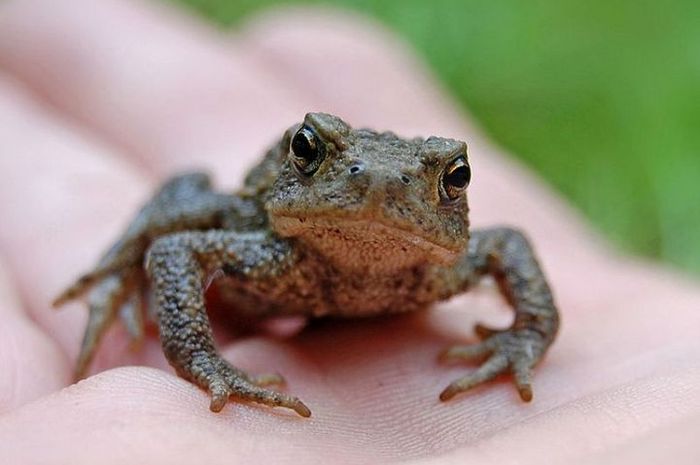 Katak Mampu Deteksi Aktivitas Seismik - National Geographic