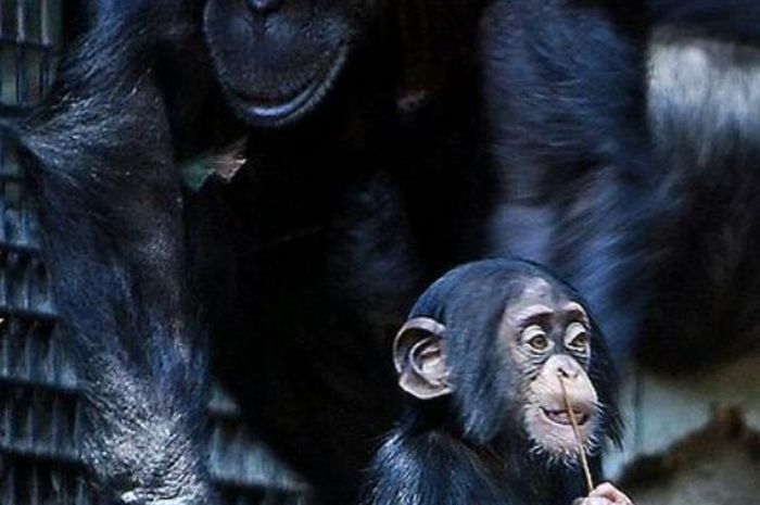 Simpanse Gemar Menolong - National Geographic