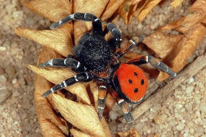 Laba-laba Langka Dikembalikan ke Alam - National Geographic