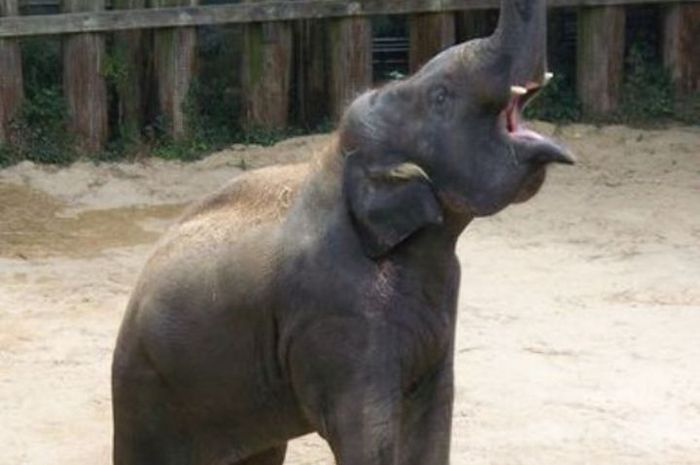 Gajah Pakai Alat untuk Menjangkau - National Geographic