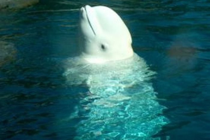 Paus Putih Bisa Melambai Layaknya Manusia - National Geographic
