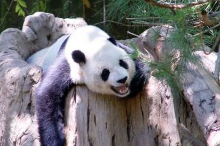 China Bantu Panda Hidup Mandiri di Alam Liar - National Geographic